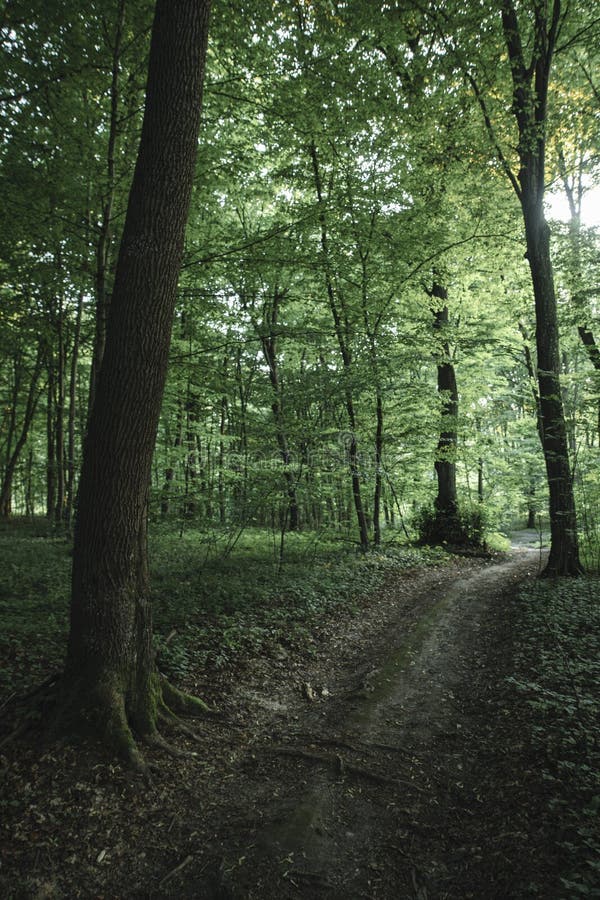 Ground Road through the Dark Deciduous Forest of the Temperate Zone ...