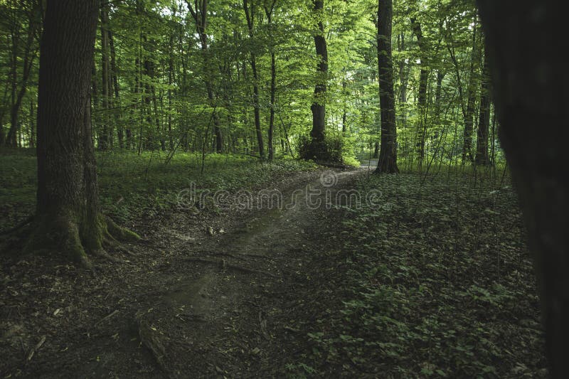 Ground Road through the Dark Deciduous Forest of the Temperate Zone ...