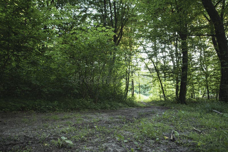 Ground Road through the Dark Deciduous Forest of the Temperate Zone ...