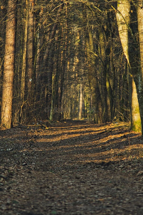 Ground Road through an Empty Forest Stock Photo - Image of fall, boreal ...
