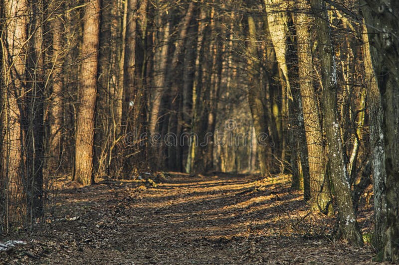 Ground Road through an Empty Forest Stock Photo - Image of fall, sunny ...