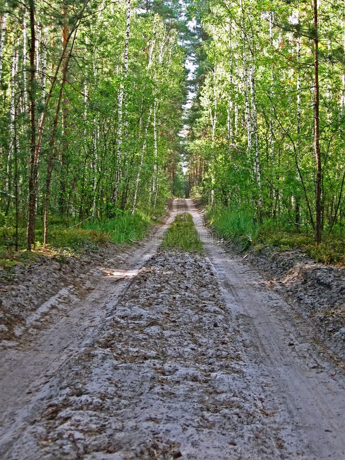 Ground Road in Forest Birch-tree, Stock Image - Image of diversity ...