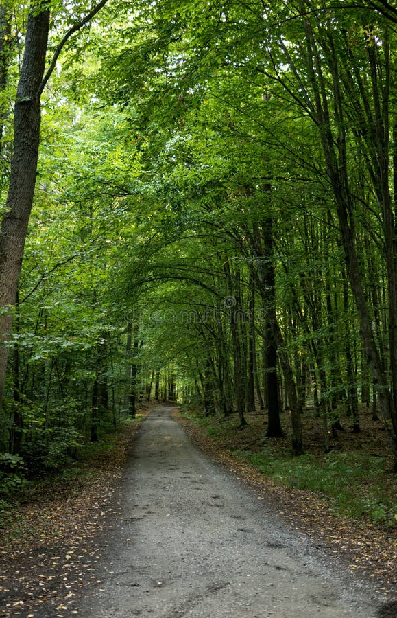 Ground Road through a Forest Stock Photo - Image of scenery, sunlight ...