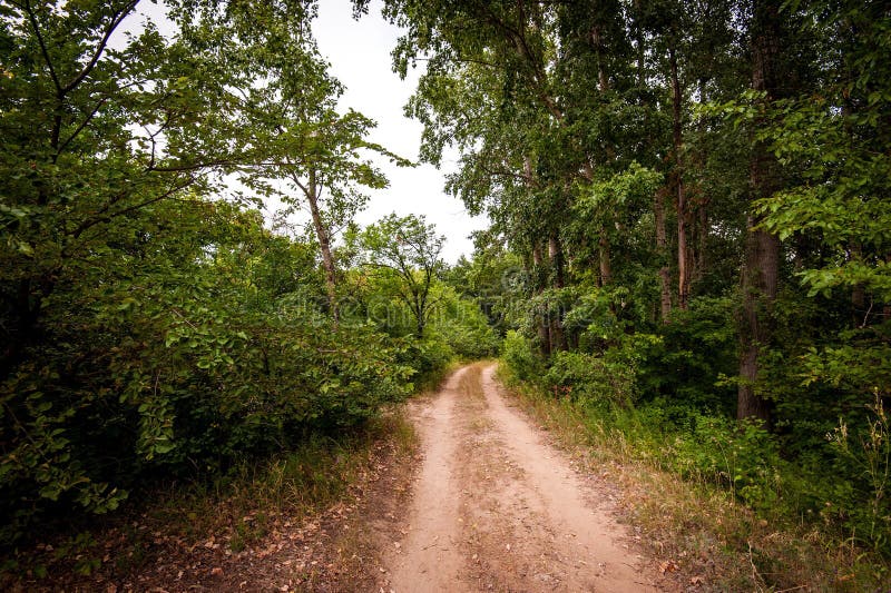 Ground road in forest stock image. Image of nature, outdoor - 96825109