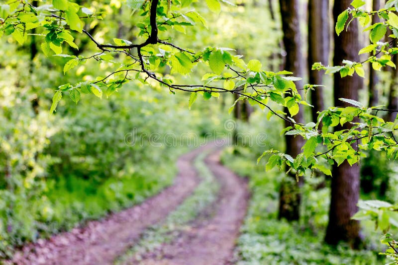 Ground Road In The Forest Among The Trees In The Spring. Spring ...