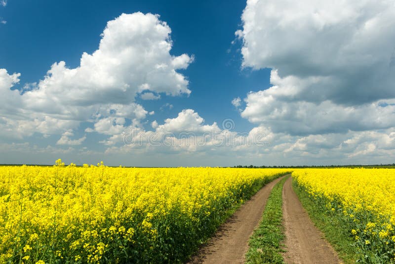 Ground Road in Yellow Flower Field with Sun, Beautiful Spring Landscape ...