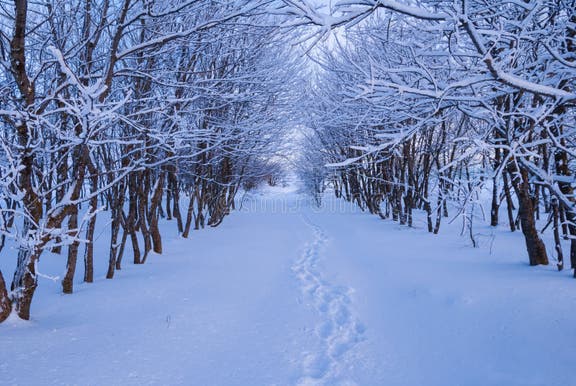 Road through the Snowbound Forest Stock Photo - Image of snow, season ...
