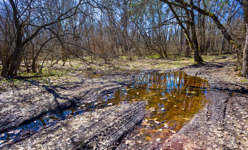 Ground Road in Spring Forest at the Bright Day Stock Photo - Image of ...