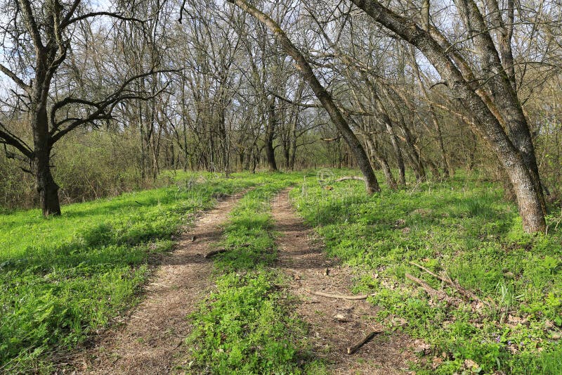 Ground Road in Spring Forest Stock Photo - Image of wood, ukraine ...