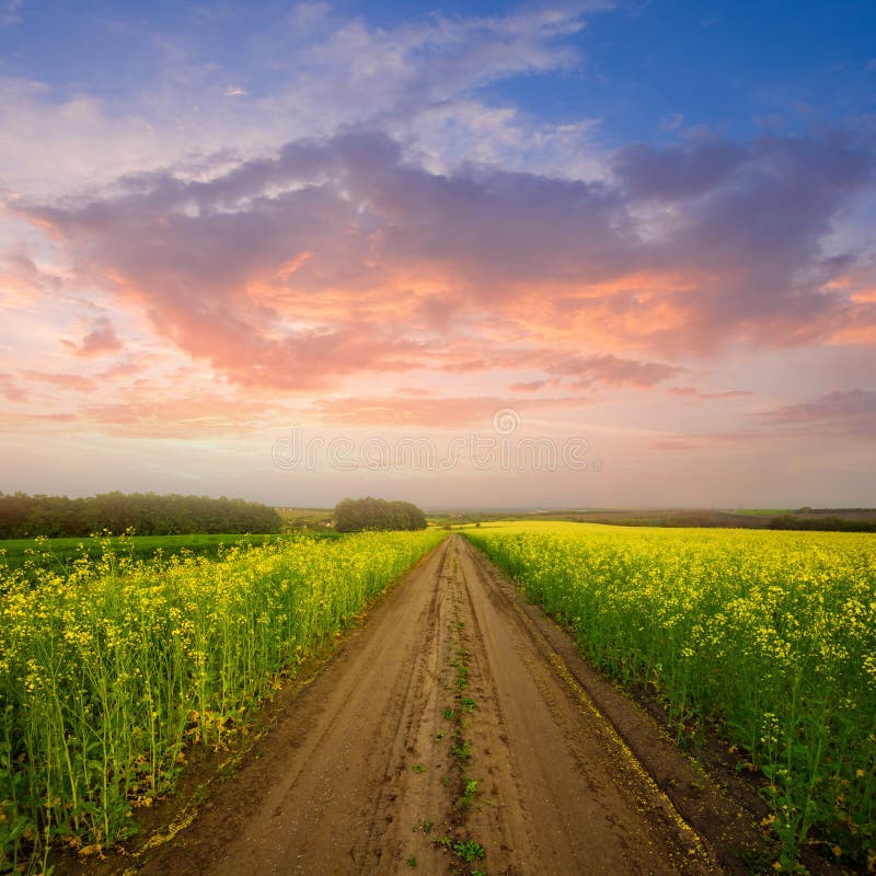 Road among Yellow Fields at the Evening Stock Photo - Image of ...
