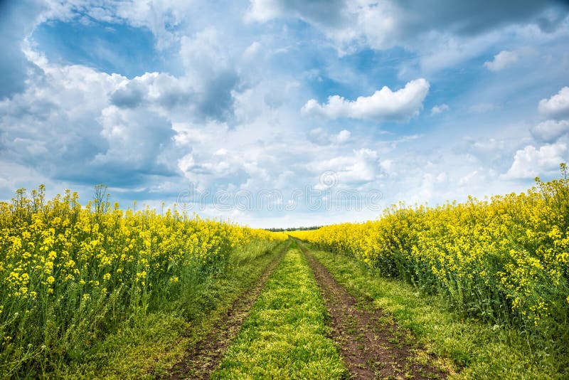 Ground Road in Yellow Flower Field with Sun, Beautiful Spring Landscape ...