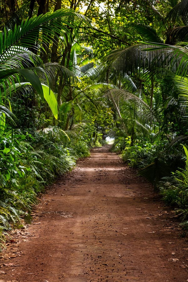 Ground Rural Road in the Middle of Tropical Jungle Stock Image - Image ...