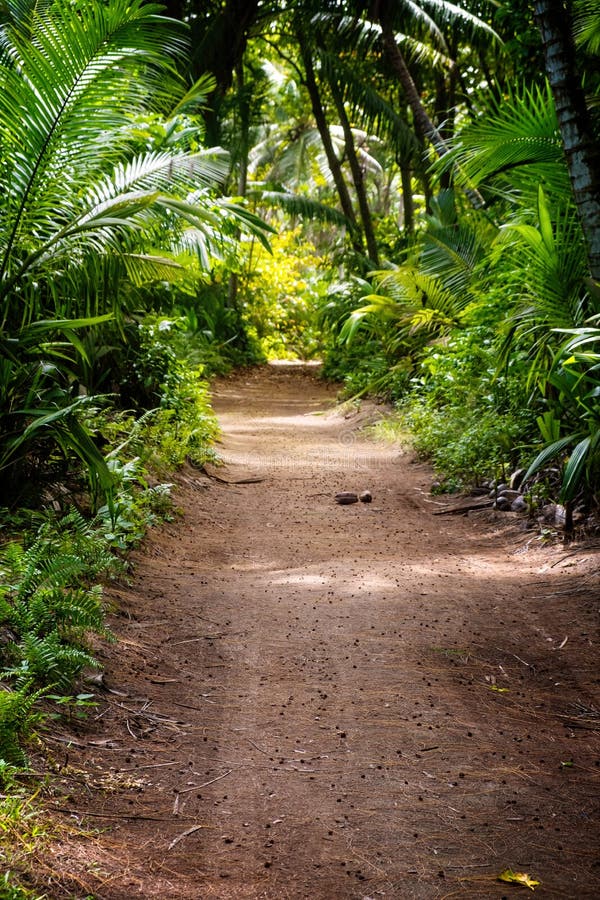 Ground Rural Road in the Middle of Tropical Jungle, Vertical ...