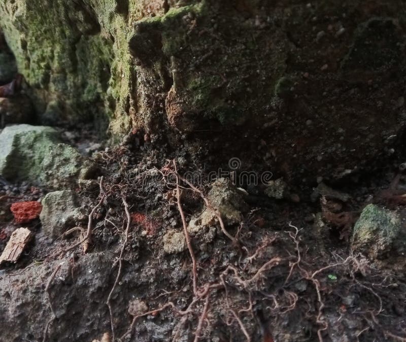Ground is Safest Place for Ant and the Colony Stock Photo - Image of ...