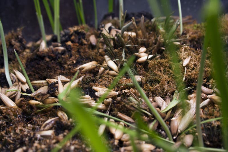 The Ground Seeds and Seedlings 3 Stock Image - Image of land, decor ...