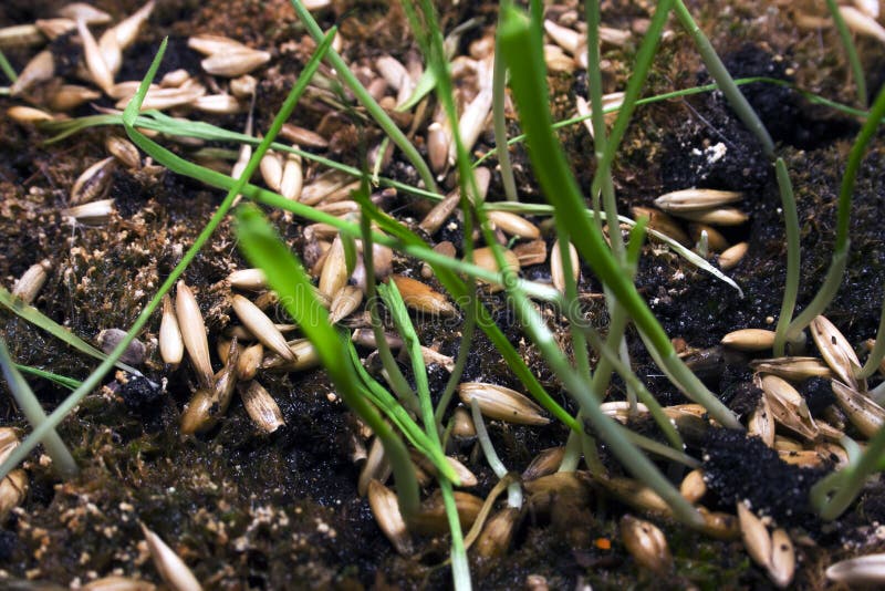 The Ground Seeds and Seedlings 1 Stock Image - Image of soil ...