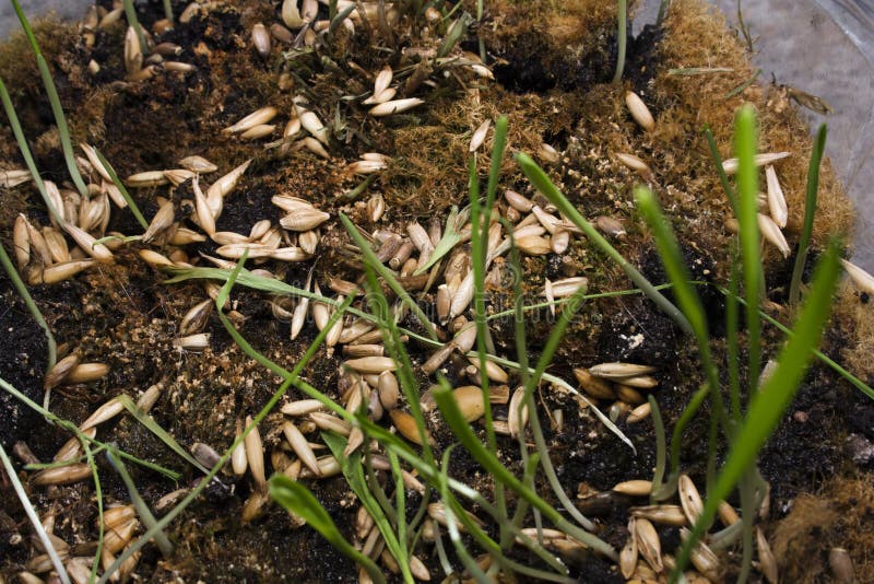 The Ground Seeds and Seedlings 2 Stock Image - Image of ground, health ...