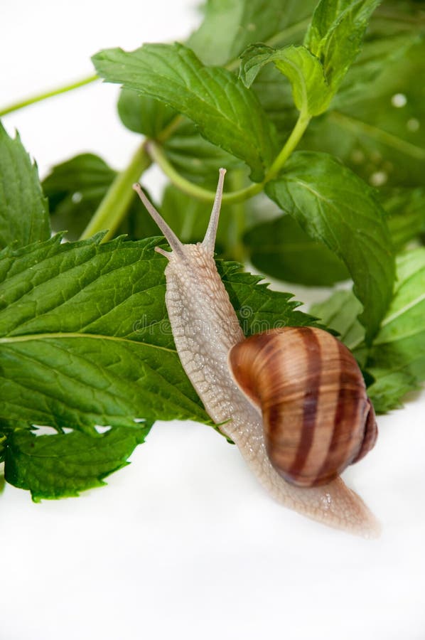 Ground Snail with Mint Leaves Stock Photo - Image of creature, slime ...