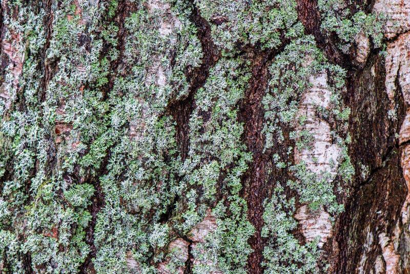 Ground Soil Texture with Tree Roots and Old Vegetation Leftovers Stock ...