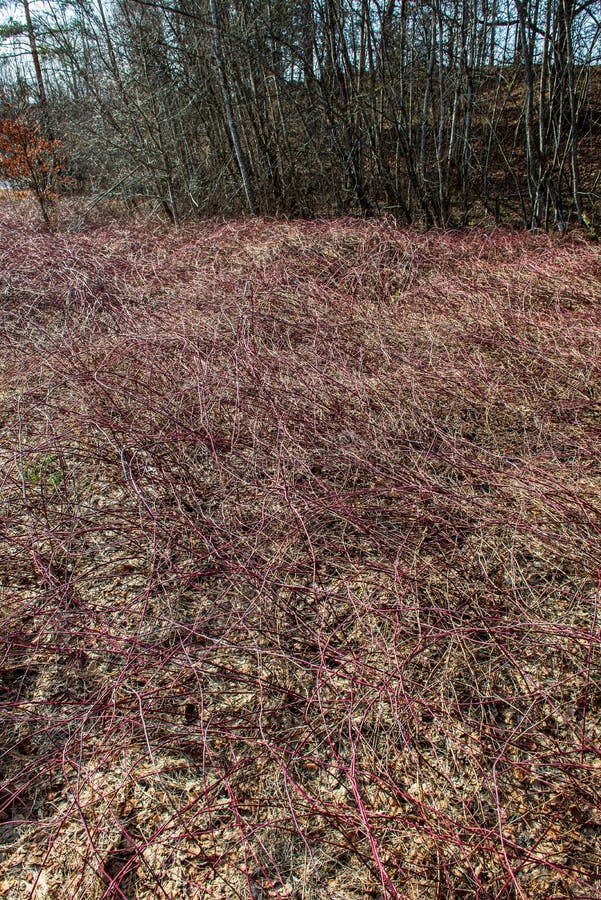 Ground Soil Texture with Tree Roots and Old Vegetation Leftovers Stock ...