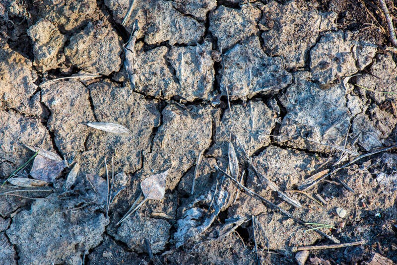 Ground Soil Texture with Tree Roots and Old Vegetation Leftovers Stock ...