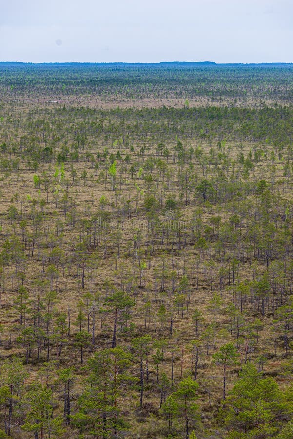 Ground Soil Texture with Tree Roots and Old Vegetation Leftovers Stock ...
