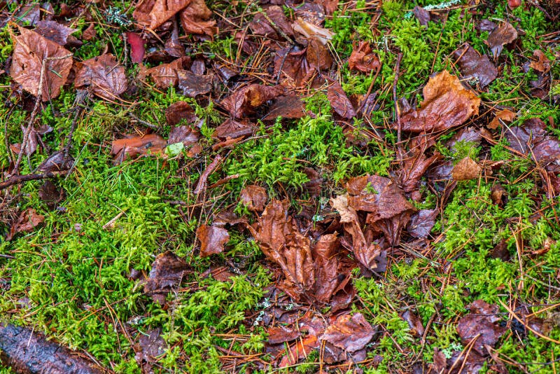 Ground Soil Texture with Tree Roots and Old Vegetation Leftovers Stock ...