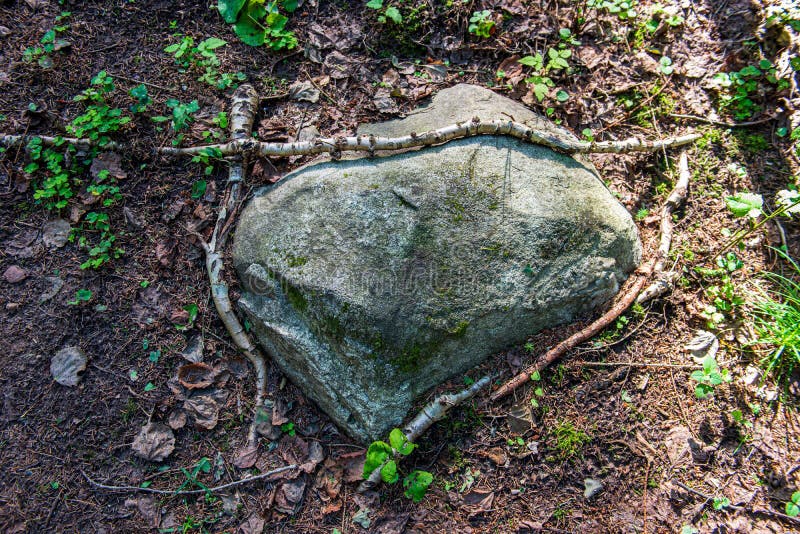Ground Soil Texture With Tree Roots And Old Vegetation Leftovers Stock ...