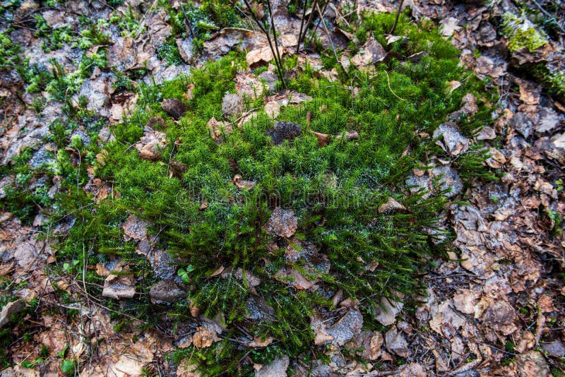 Ground Soil Texture with Tree Roots and Old Vegetation Leftovers Stock ...