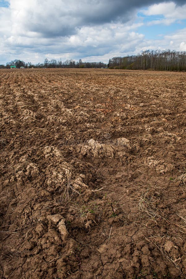 Ground Soil Texture with Tree Roots and Old Vegetation Leftovers Stock ...