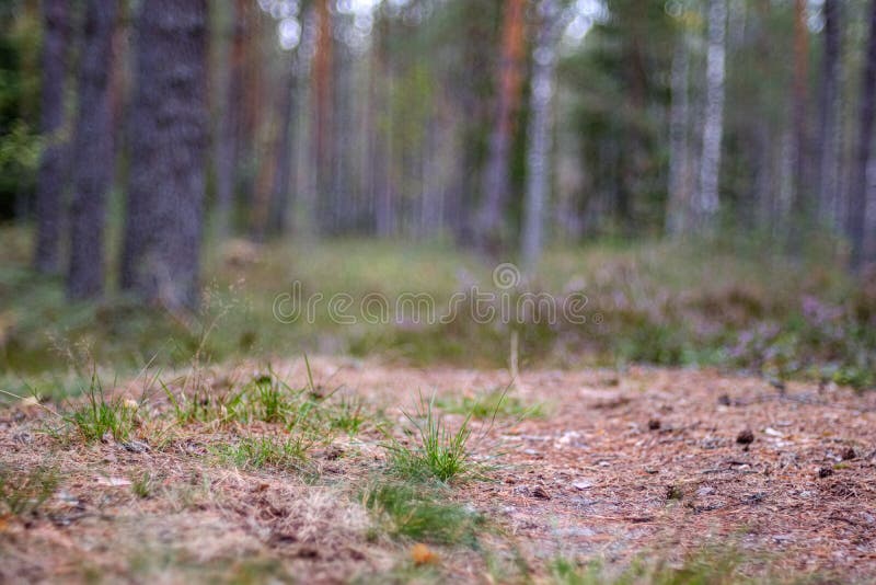 Ground Soil Texture with Tree Roots and Old Vegetation Leftovers Stock ...