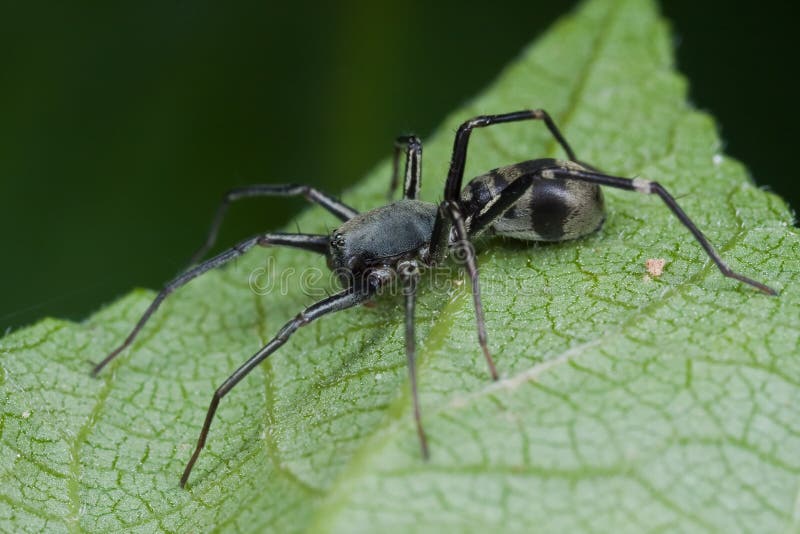 Ground spider stock image. Image of fauna, predator, nursery - 10583067