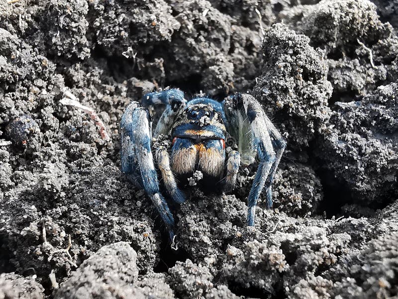 Ground Spider , Dangerous Spider on the Ground Stock Photo - Image of ...