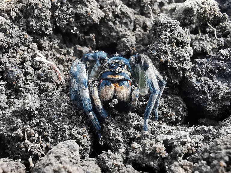 Ground Spider , Dangerous Spider on the Ground Stock Photo - Image of ...