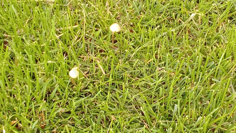 Ground Spores growing mold stock photo. Image of ground - 289699408