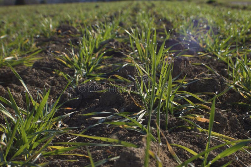 Ground with Spring Planting Stock Photo - Image of reflection ...