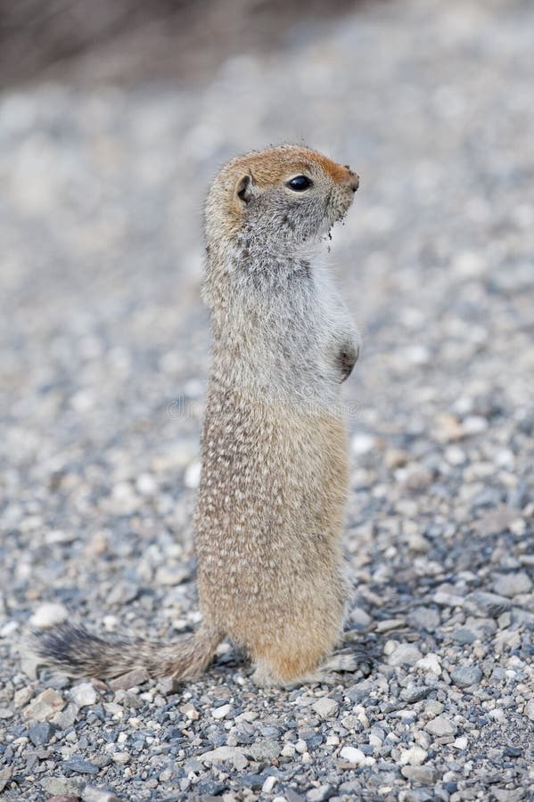 Ground Squirrel stock photo. Image of rodent, mammal - 11102770