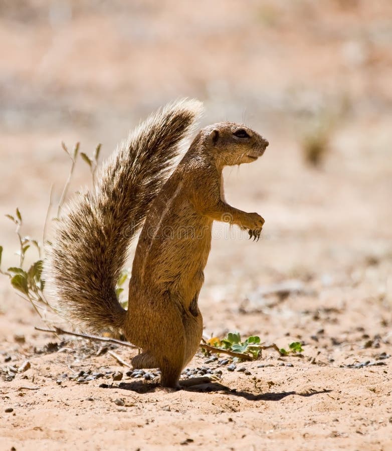 Ground Squirrel stock photo. Image of natural, sand, brown - 12332068