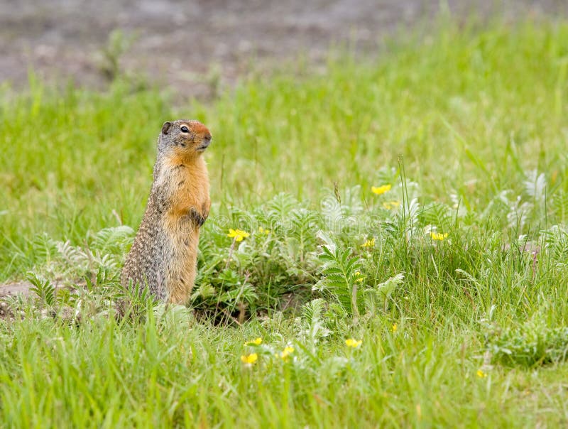 Ground squirrel screaming stock image. Image of rodent - 25718929