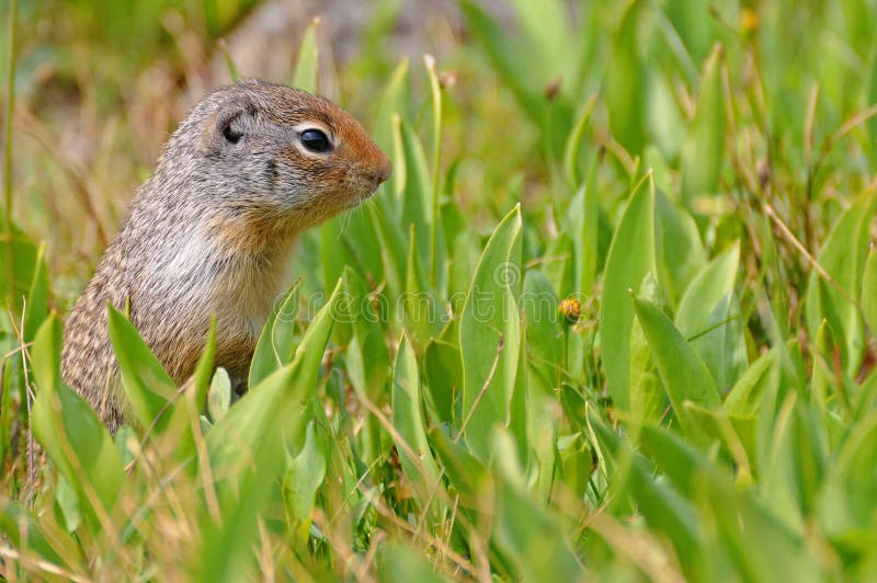 Ground Squirrel stock photo. Image of wildlife, mammal - 15779482