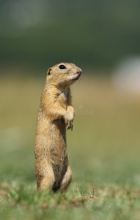 Ground squirrel screaming stock image. Image of rodent - 25718929