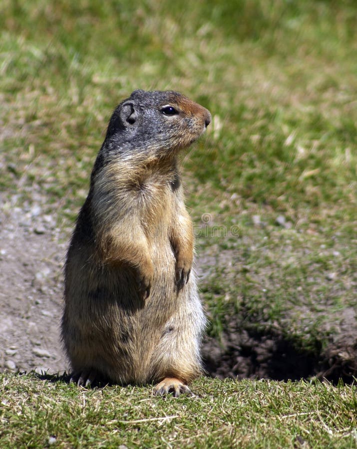 Ground squirrel stock photo. Image of burrow, mammal, ground - 337946