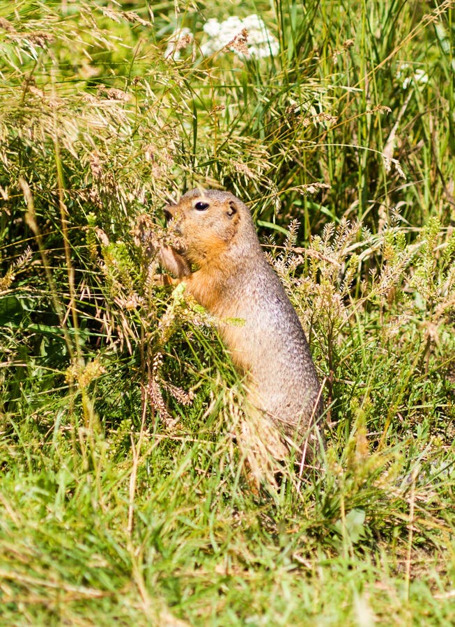 Ground squirrel stock image. Image of funny, green, land - 4334215