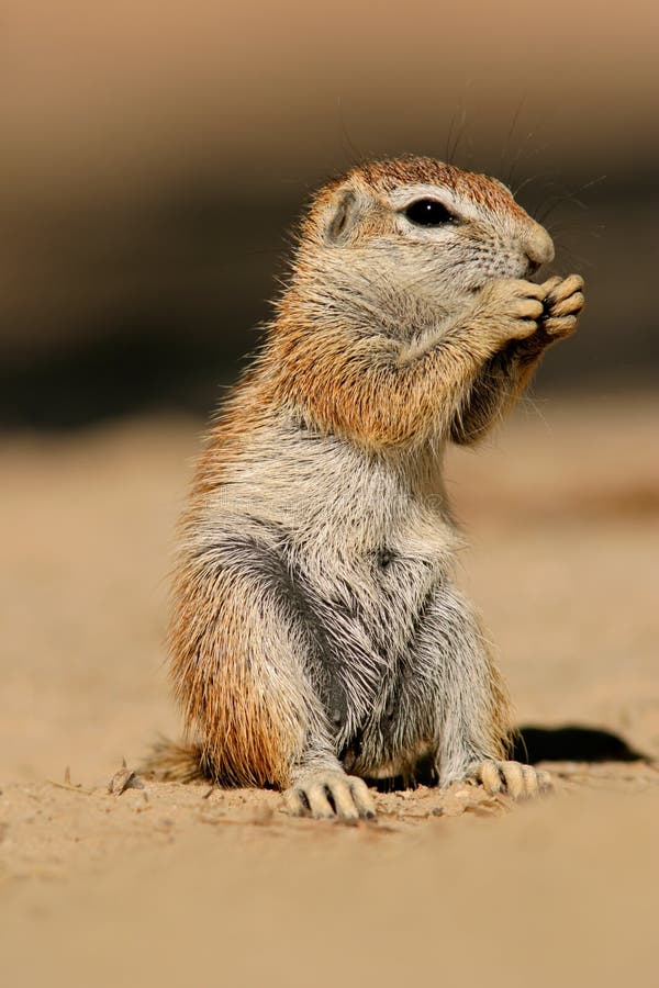 Ground squirrel stock photo. Image of inaurus, ground - 1692446