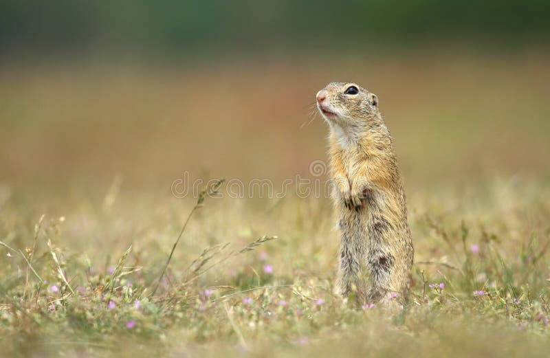 Ground squirrel screaming stock image. Image of rodent - 25718929