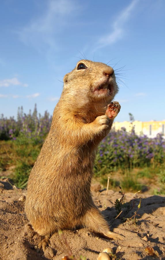 Ground squirrel screaming stock image. Image of rodent - 25718929