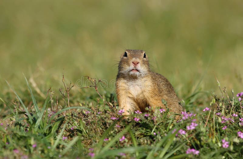 Ground squirrel screaming stock image. Image of rodent - 25718929
