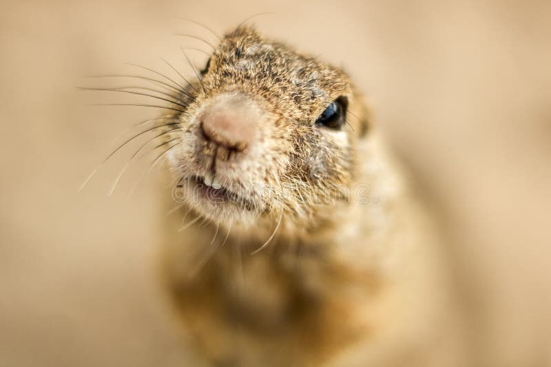 The Ground Squirrel on Biege Sand. Animals Stock Photo - Image of alert ...
