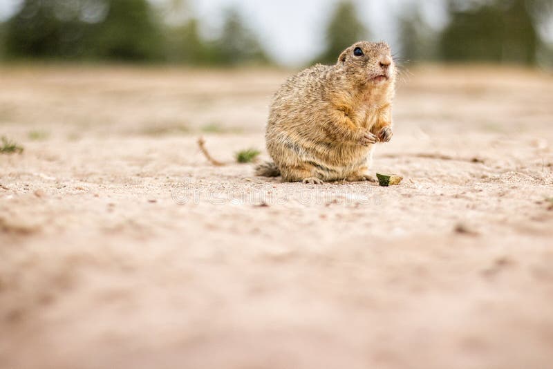 The Ground Squirrel on Biege Sand. Animals Stock Photo - Image of cold ...