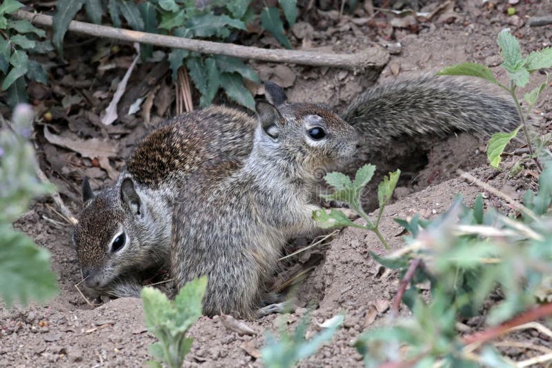 Ground Squirrel burrow stock photo. Image of california - 73870558